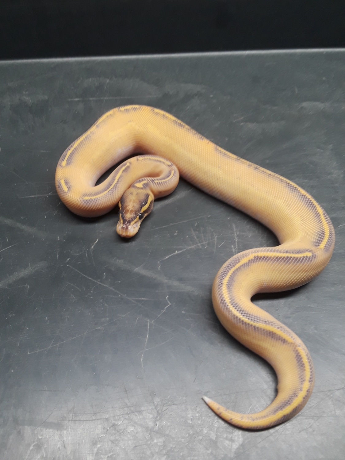 Orange Dream Highway Ball Python by Flynn Reptiles - MorphMarket