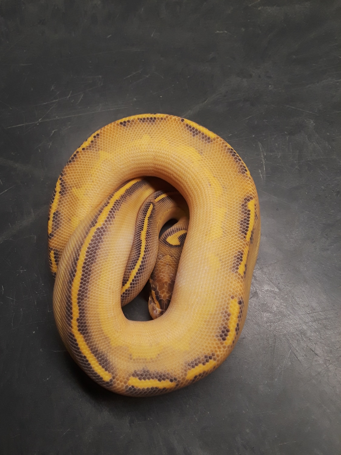 Orange Dream Highway Ball Python by Flynn Reptiles - MorphMarket