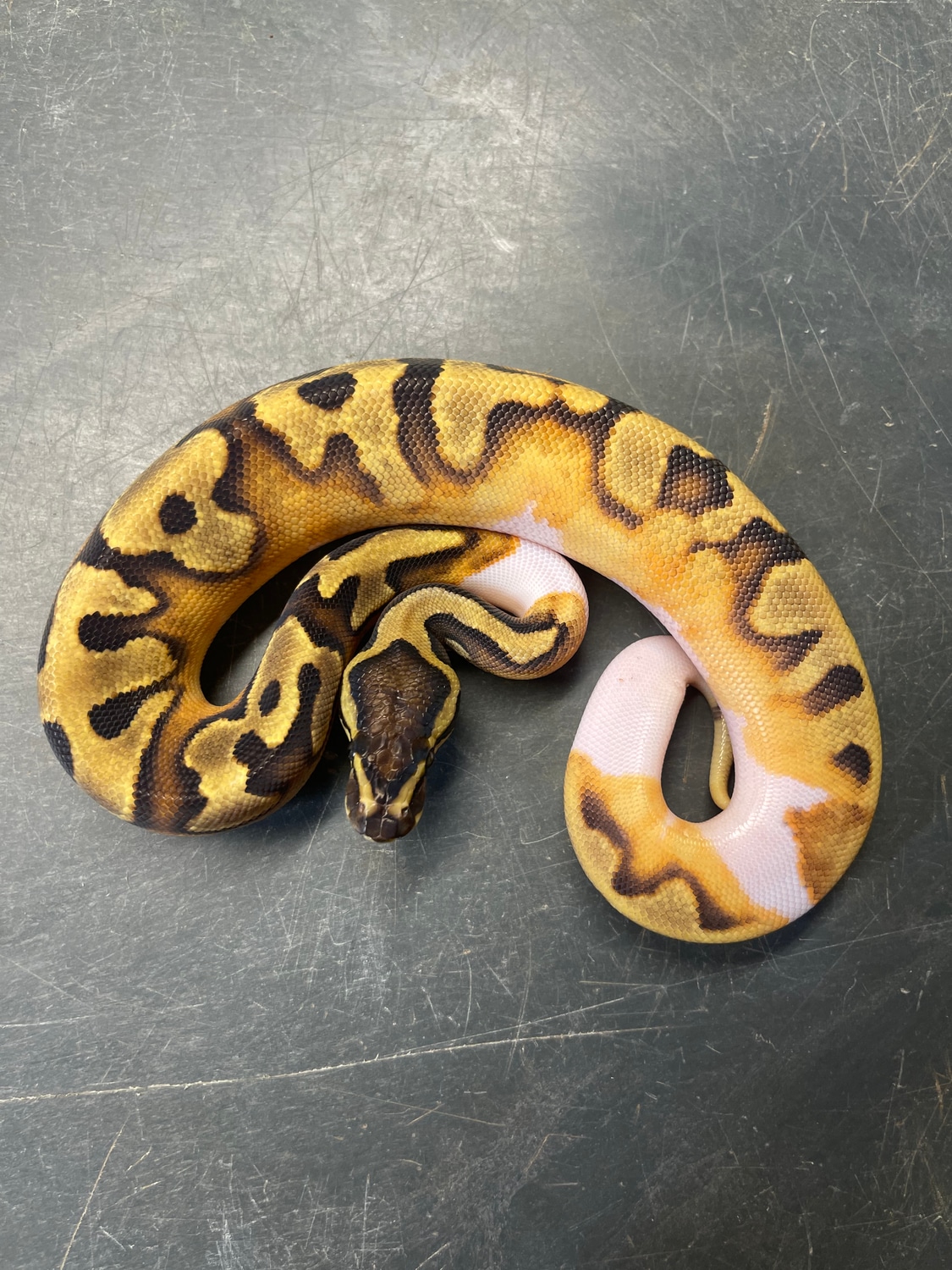 Het.GCR$699Shipped Ball Python by Flynn Reptiles - MorphMarket