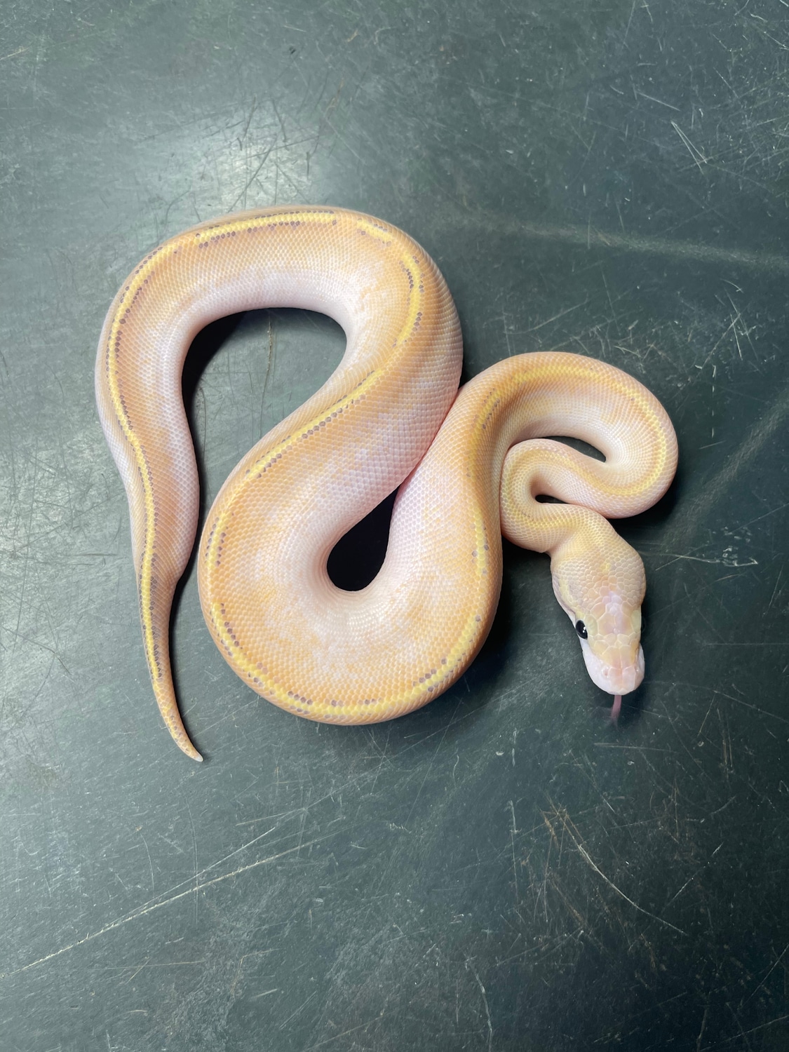 GHI Puma Ball Python by Flynn Reptiles - MorphMarket