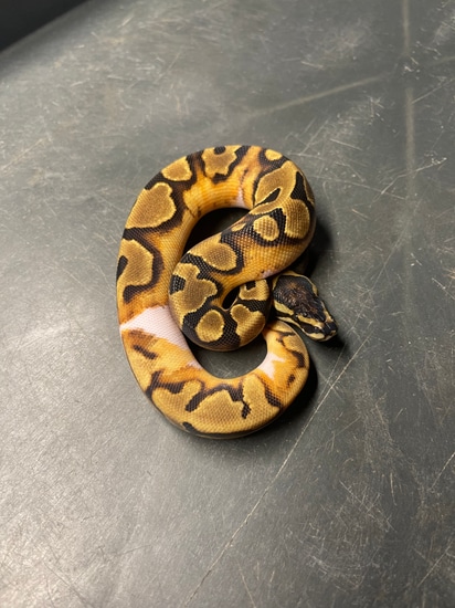 Het.GCR$699 Shipped! Ball Python by Flynn Reptiles