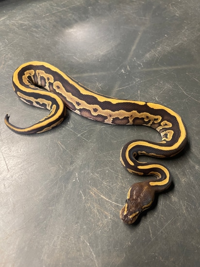 LeoMojave$249 Shipped Ball Python by Flynn Reptiles