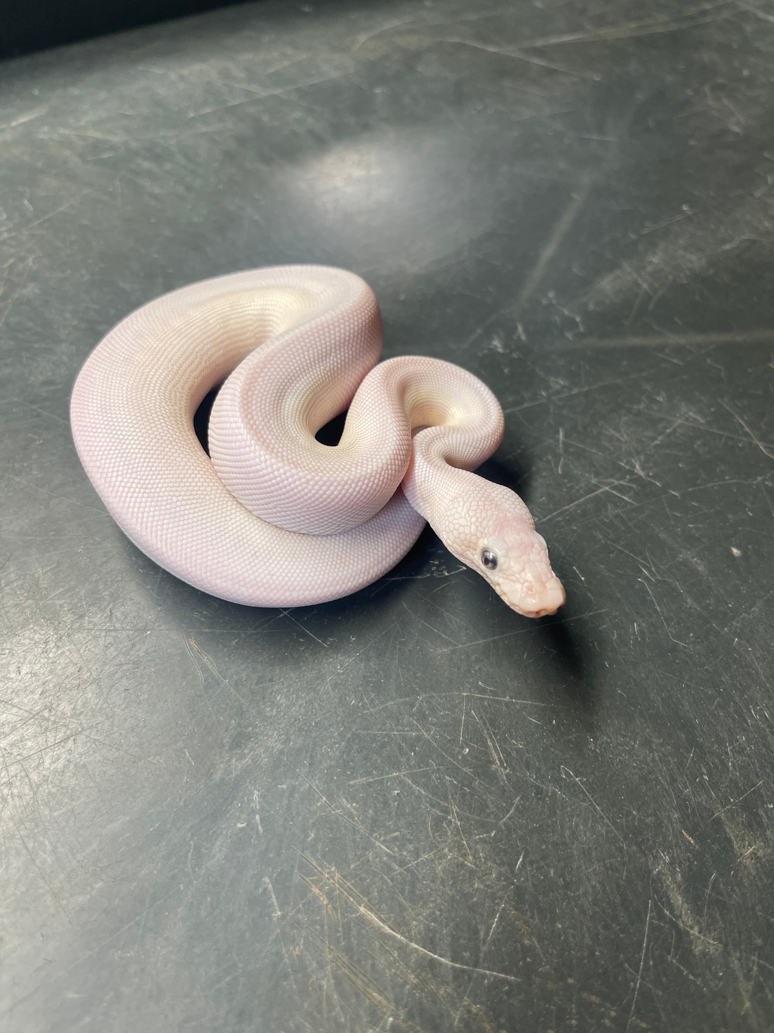 B.E.L. Lemon Pastel Female Ball Python by Flynn Reptiles - MorphMarket