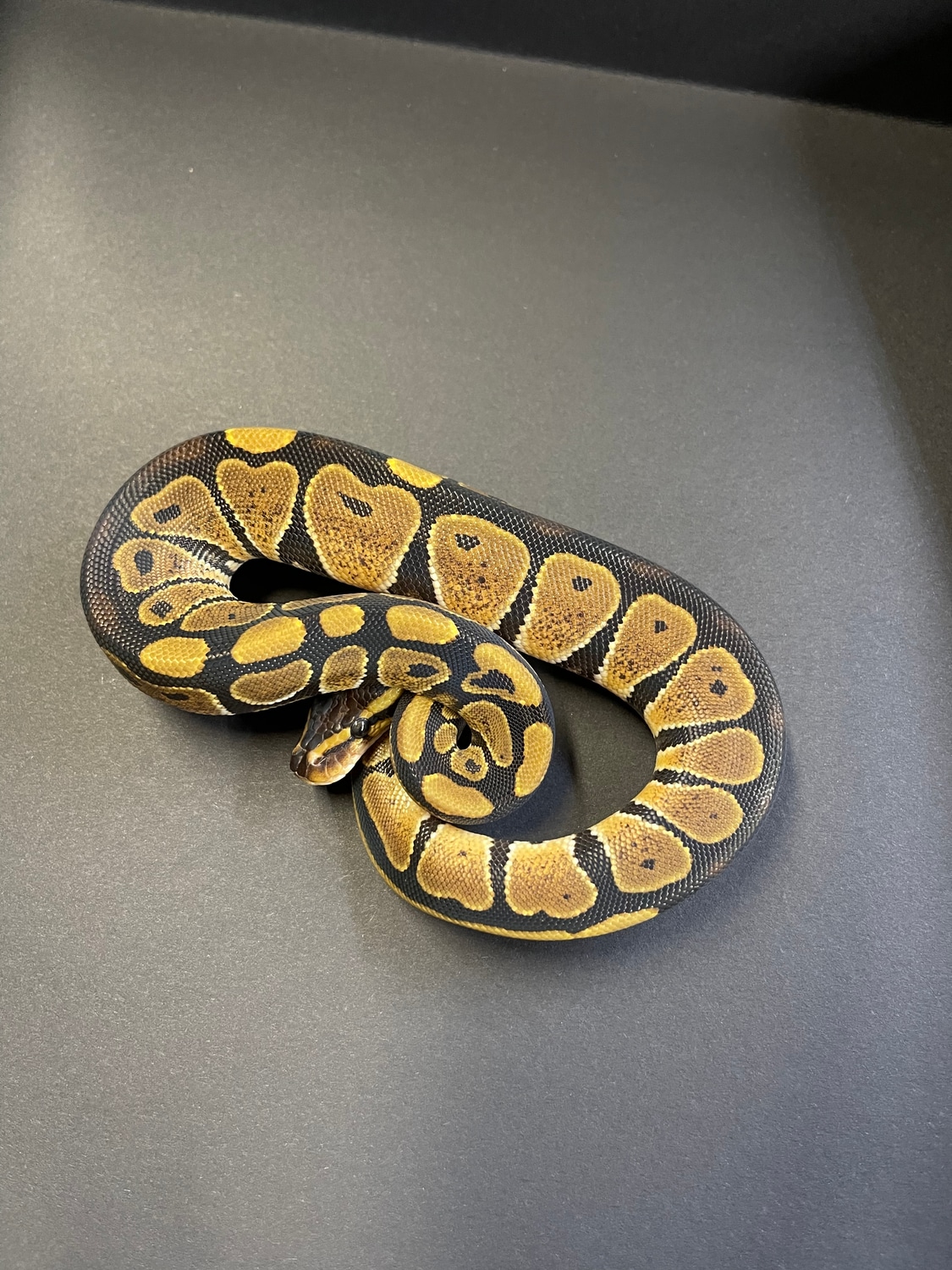 Het. G-stripe Ball Python by Flynn Reptiles - MorphMarket