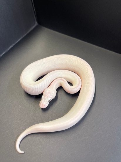 Super Butter Ball Python by Flynn Reptiles