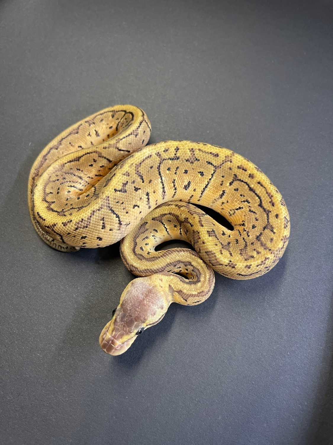 Lemon Blast Granite Ball Python by Flynn Reptiles - MorphMarket