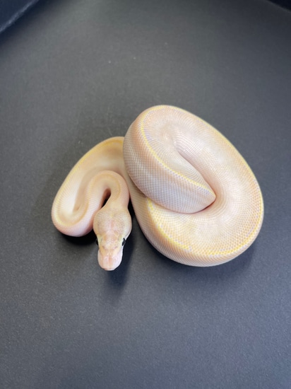 Ivory Ball Python by Flynn Reptiles
