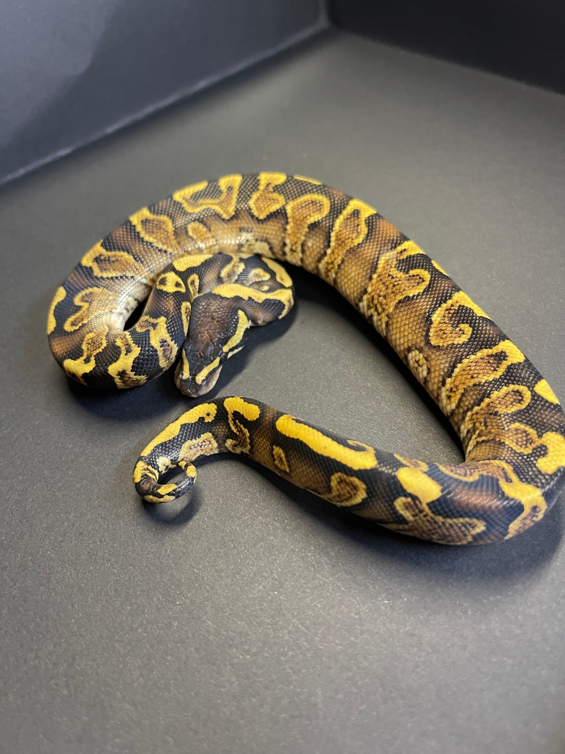 GHI Yellow-belly/Spark Ball Python by Flynn Reptiles - MorphMarket