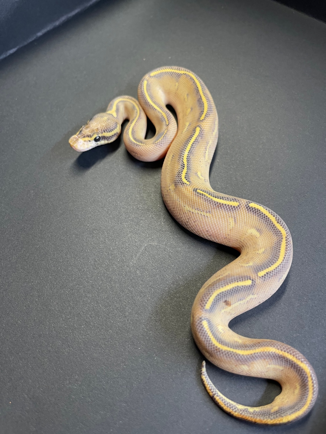 Highway Ball Python by Flynn Reptiles - MorphMarket