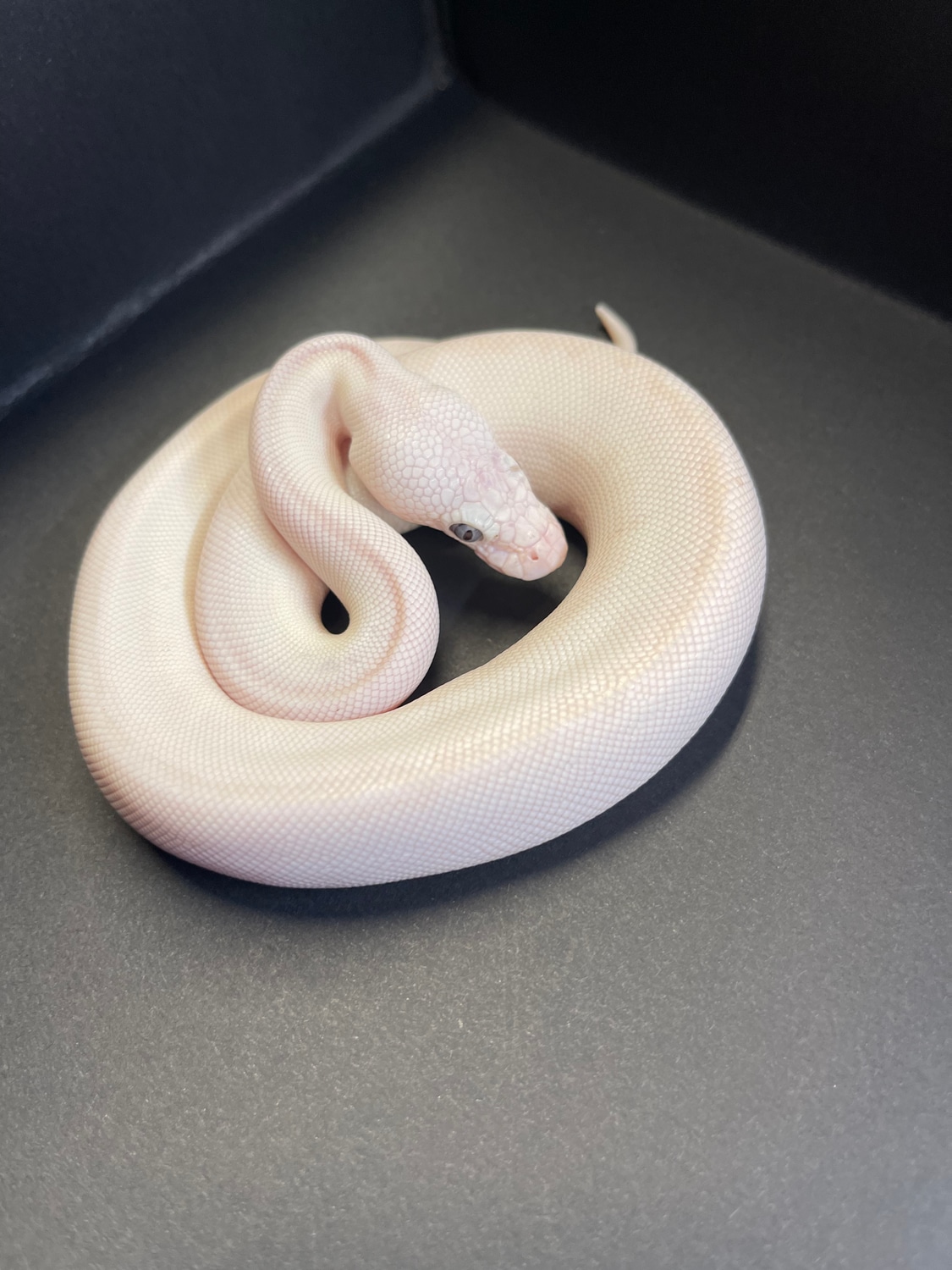 Super Butter Ball Python by Flynn Reptiles - MorphMarket