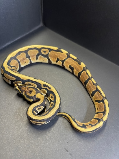 Spotnose Ball Python by Flynn Reptiles