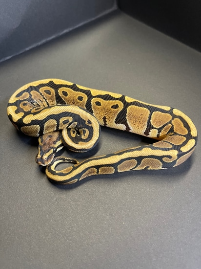 Spotnose Pos. Het. DG/Pied Ball Python by Flynn Reptiles