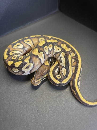 Orange Dream Mojave Ball Python by Flynn Reptiles