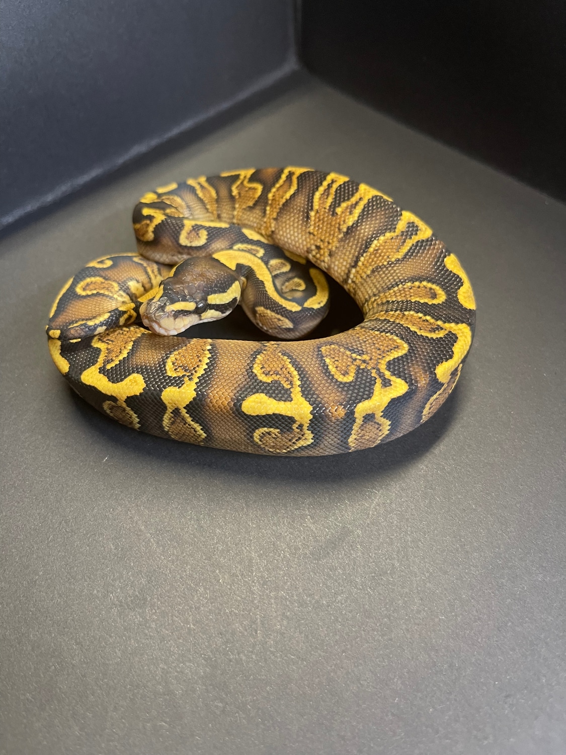 GHI Yellow Belly/Spark Ball Python by Flynn Reptiles - MorphMarket