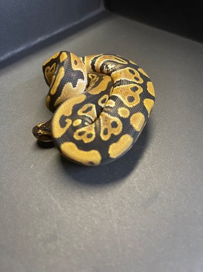 Het. Clown Ball Python by Flynn Reptiles