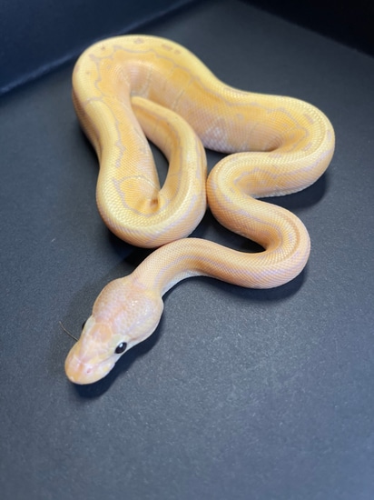 Banana Pin Ball Python by Flynn Reptiles