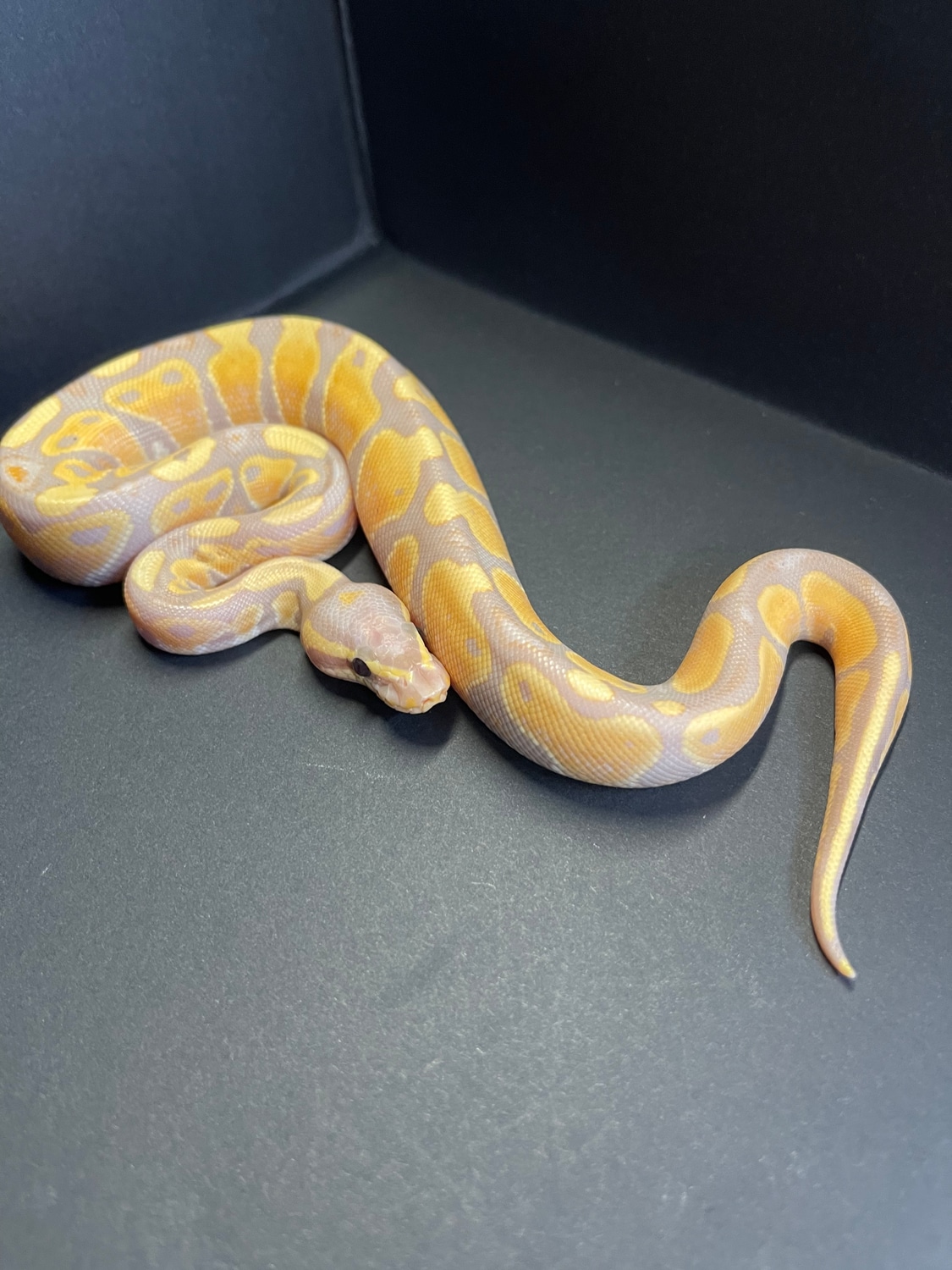 Banana Ball Python by Flynn Reptiles - MorphMarket