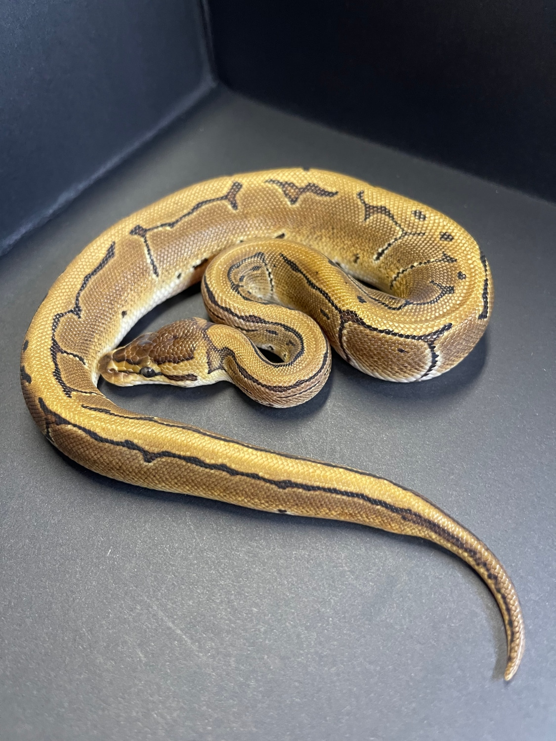 Pinstripe Ball Python by Flynn Reptiles - MorphMarket