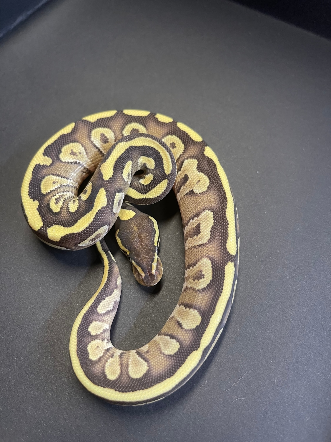 Mojave Fire Ball Python by Flynn Reptiles - MorphMarket