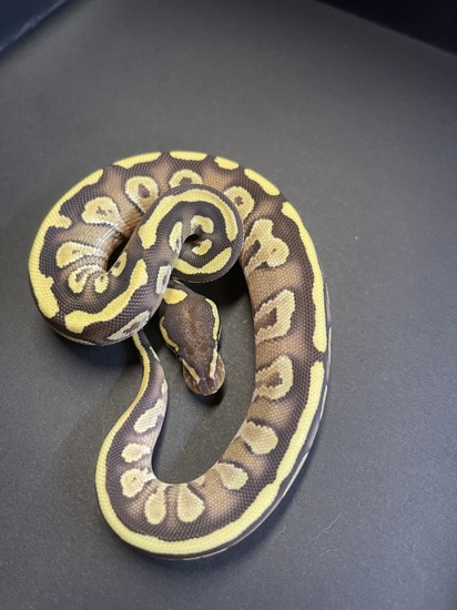 Mojave Fire Ball Python by Flynn Reptiles