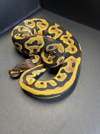 Orange Dream Leopard Ball Python by Flynn Reptiles