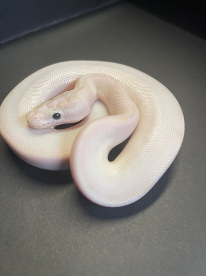 Ivory $249 Shipped! Ball Python by Flynn Reptiles