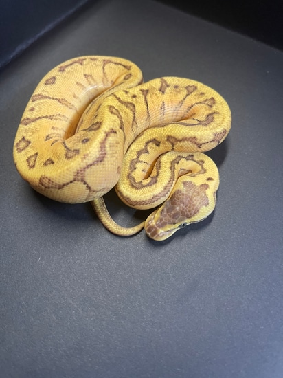 $249 Shipped! Ball Python by Flynn Reptiles