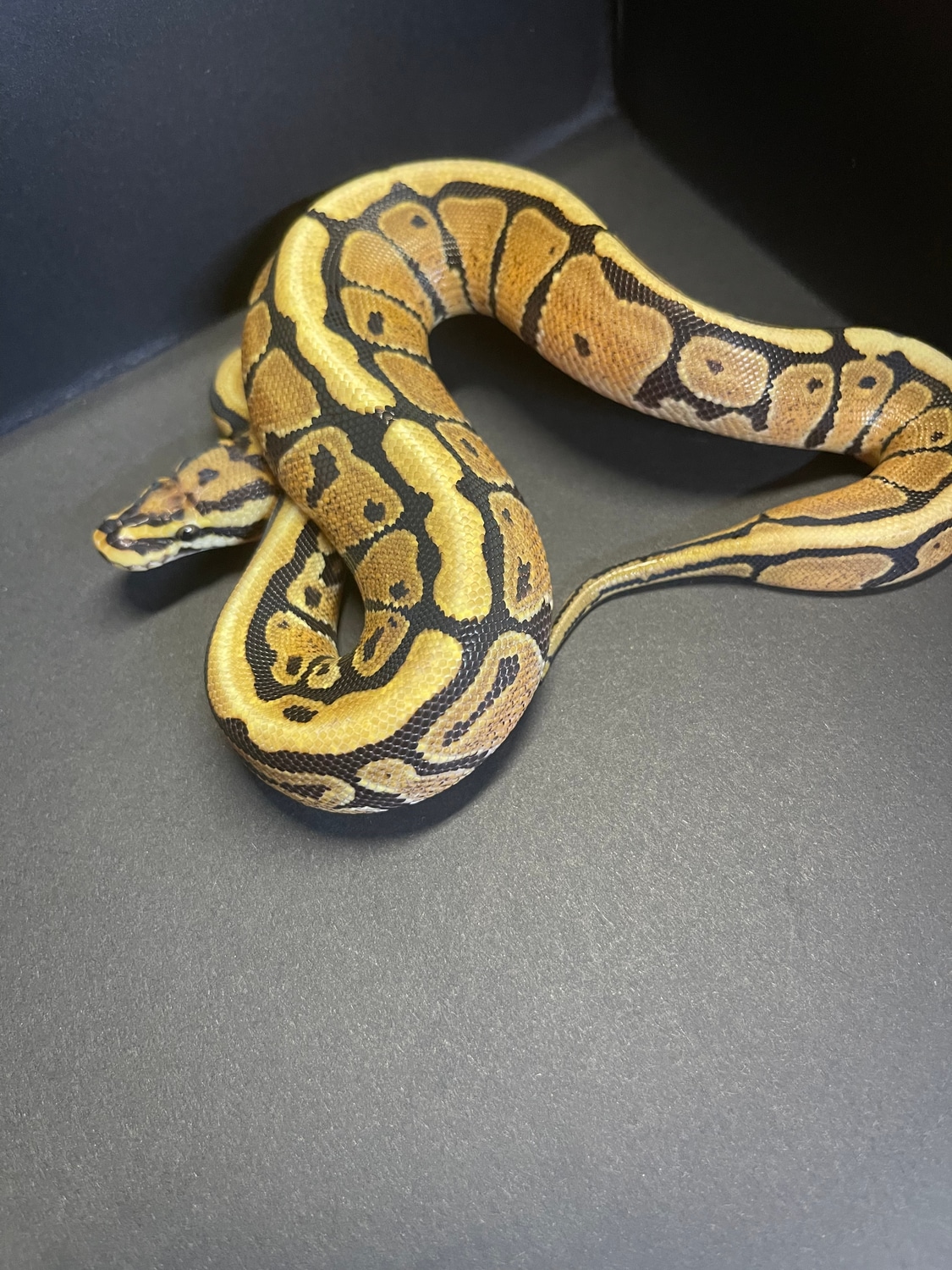 Enchi Spotnose Ball Python by Flynn Reptiles - MorphMarket