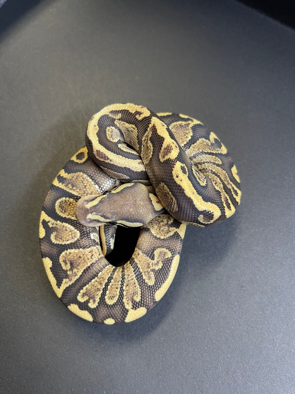 GHIFire$249Shipped Ball Python by Flynn Reptiles - MorphMarket