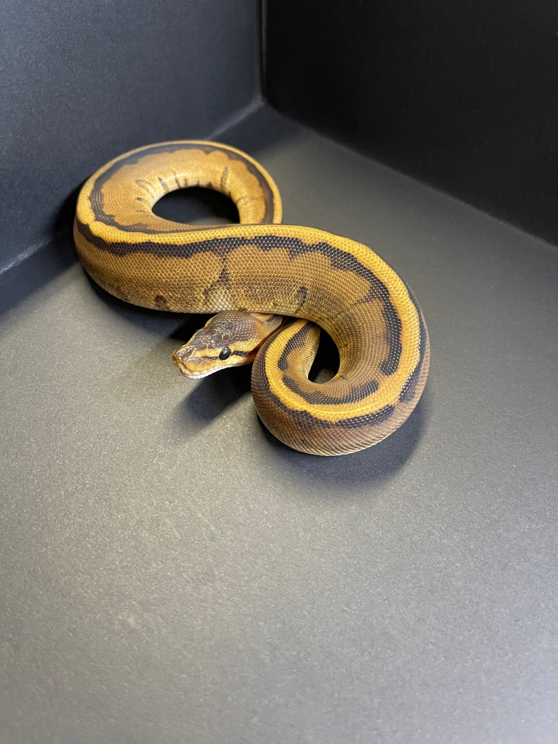 G-Stripe Ball Python by Flynn Reptiles - MorphMarket