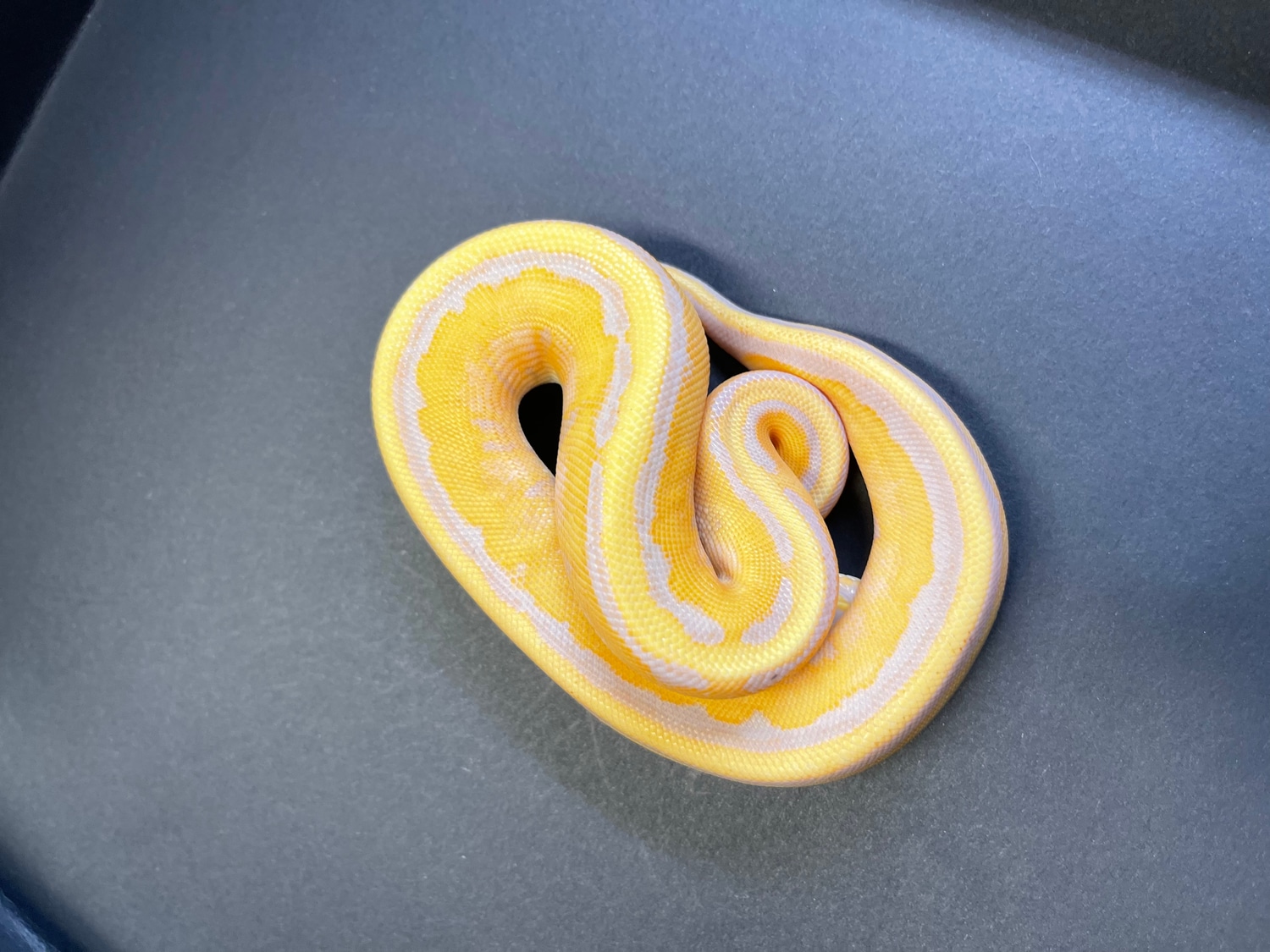 Banana Split Ball Python by Flynn Reptiles - MorphMarket