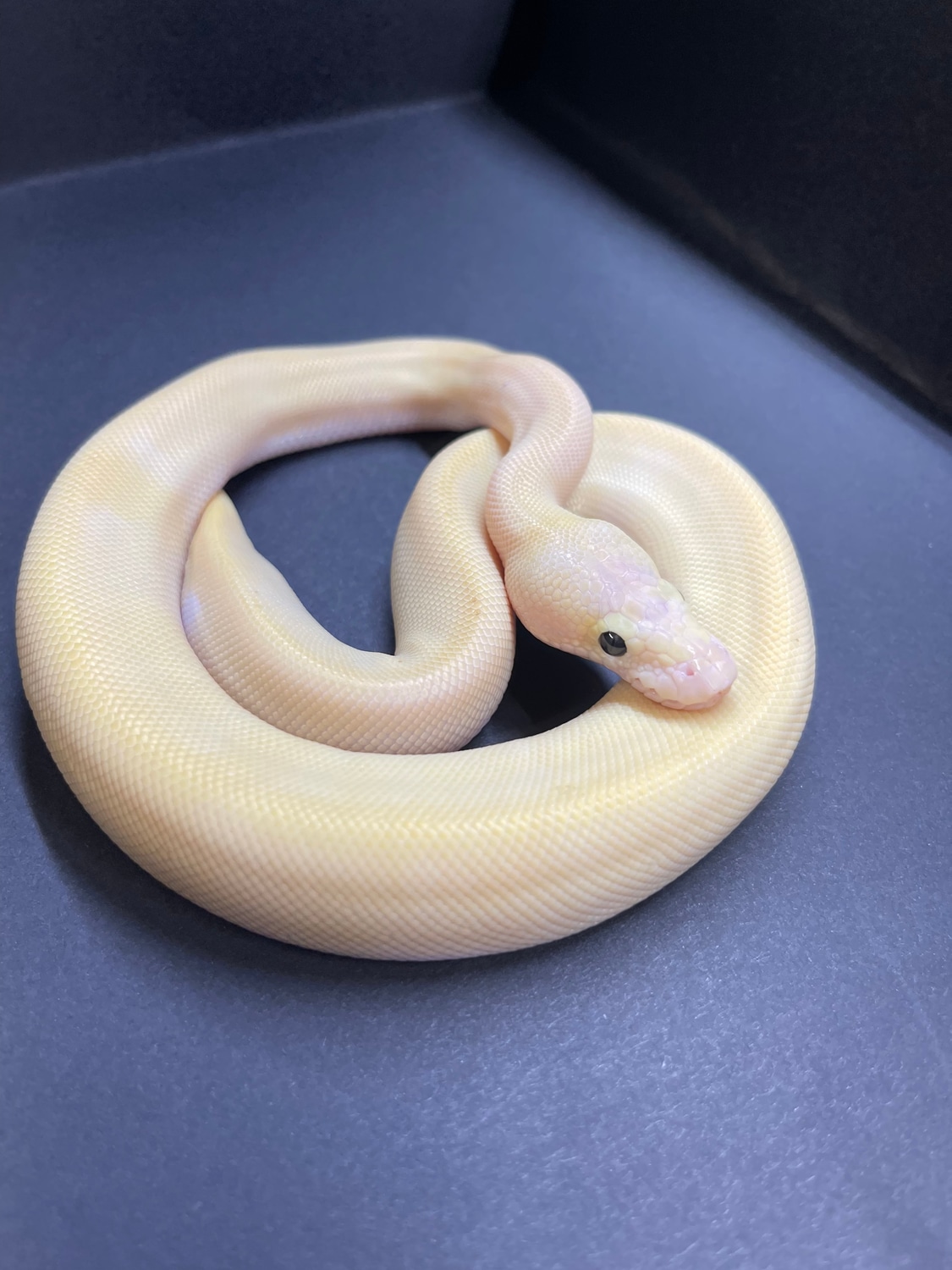 Lemon Blast Yellow Belly Fire Enchi Pin Calico Ball Python by Flynn ...