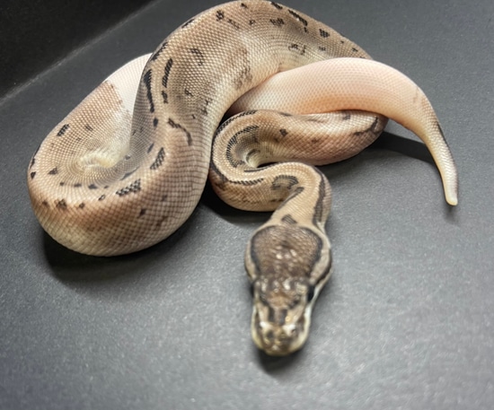 Lighting Pin Ball Python by Flynn Reptiles