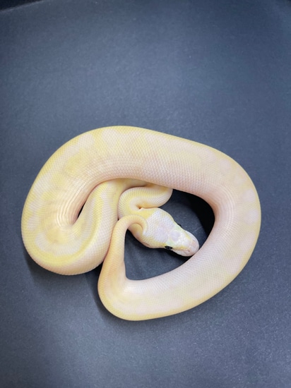 Lemon Fire Enchi Pin Calico? Ball Python by Flynn Reptiles