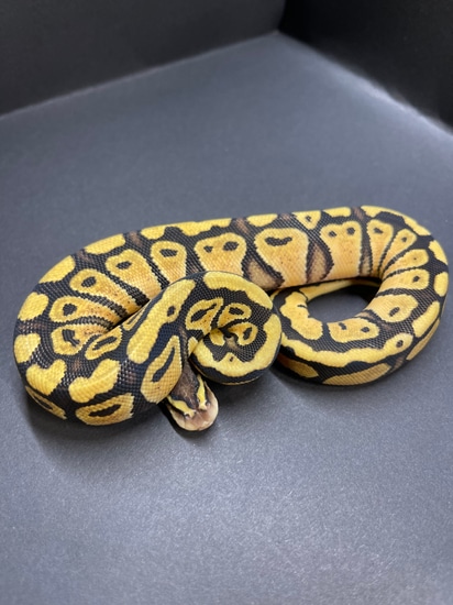 Lemon Pastel Ball Python by Flynn Reptiles