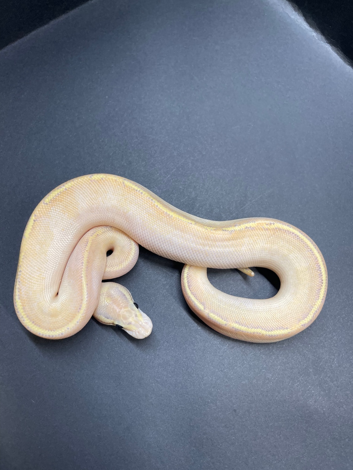 GHI Puma Ball Python by Flynn Reptiles - MorphMarket