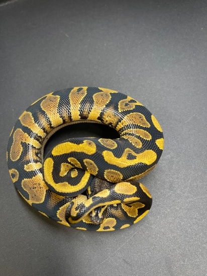 YellowBelly $99 Shipped Ball Python by Flynn Reptiles