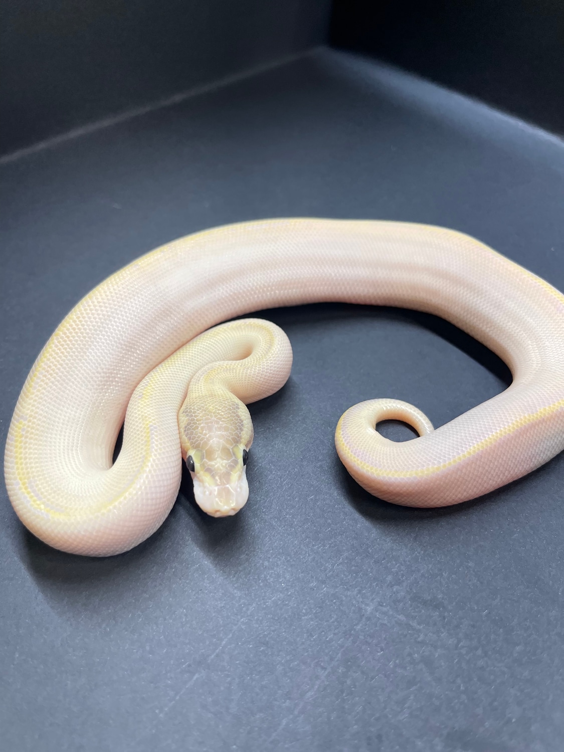 Ivory Ball Python by Flynn Reptiles - MorphMarket