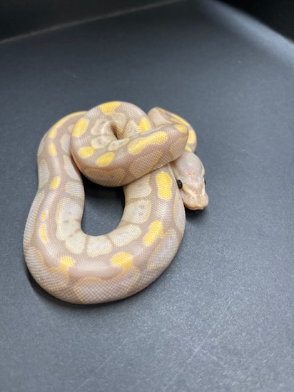 Banana Ball Python by Flynn Reptiles