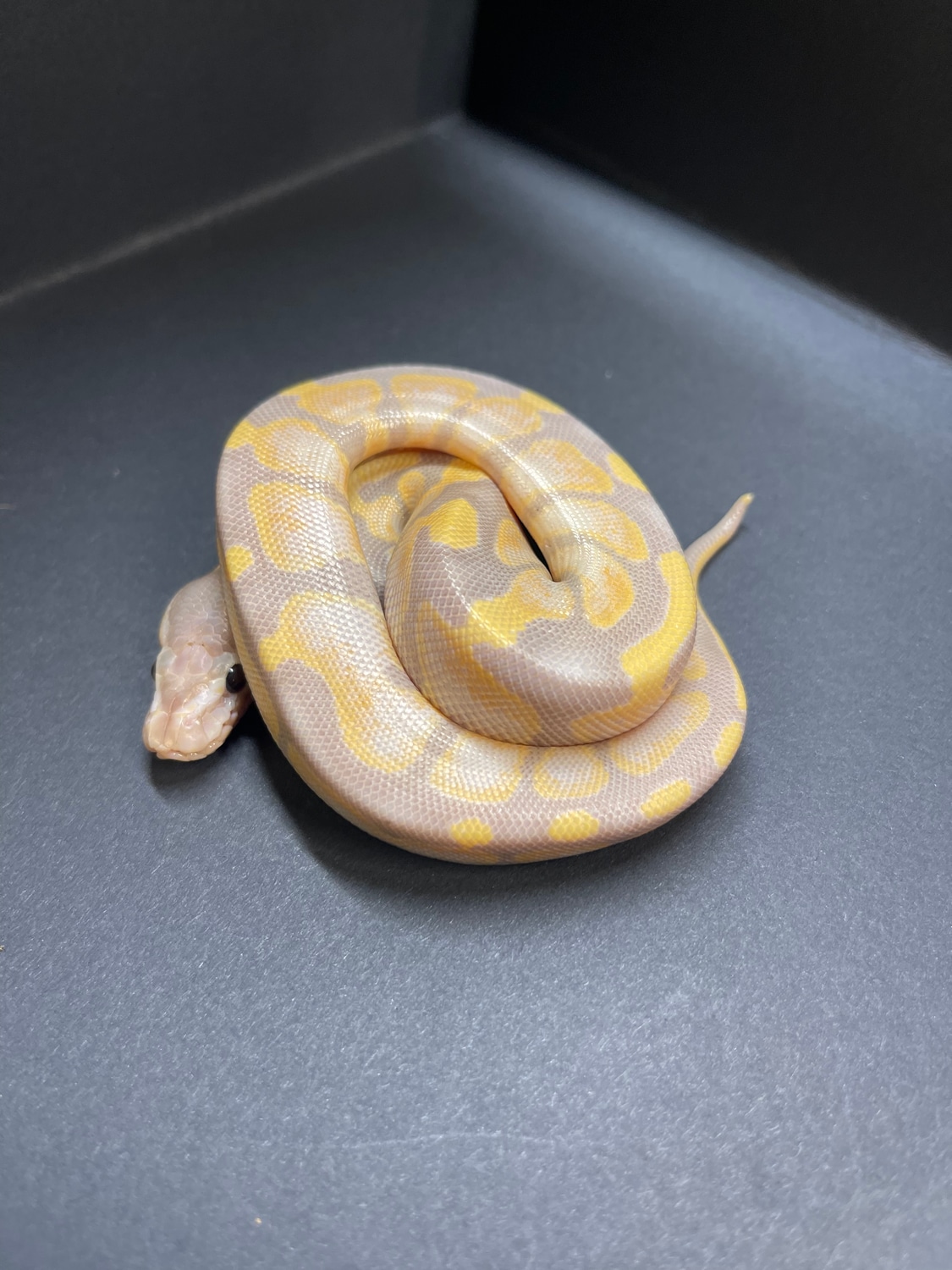 Banana Ball Python by Flynn Reptiles - MorphMarket