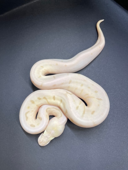 $299 Shipped! Ball Python by Flynn Reptiles