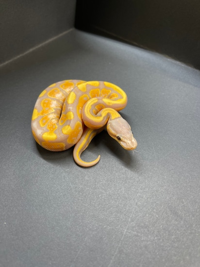 Banana Het. Clown Ball Python by Flynn Reptiles