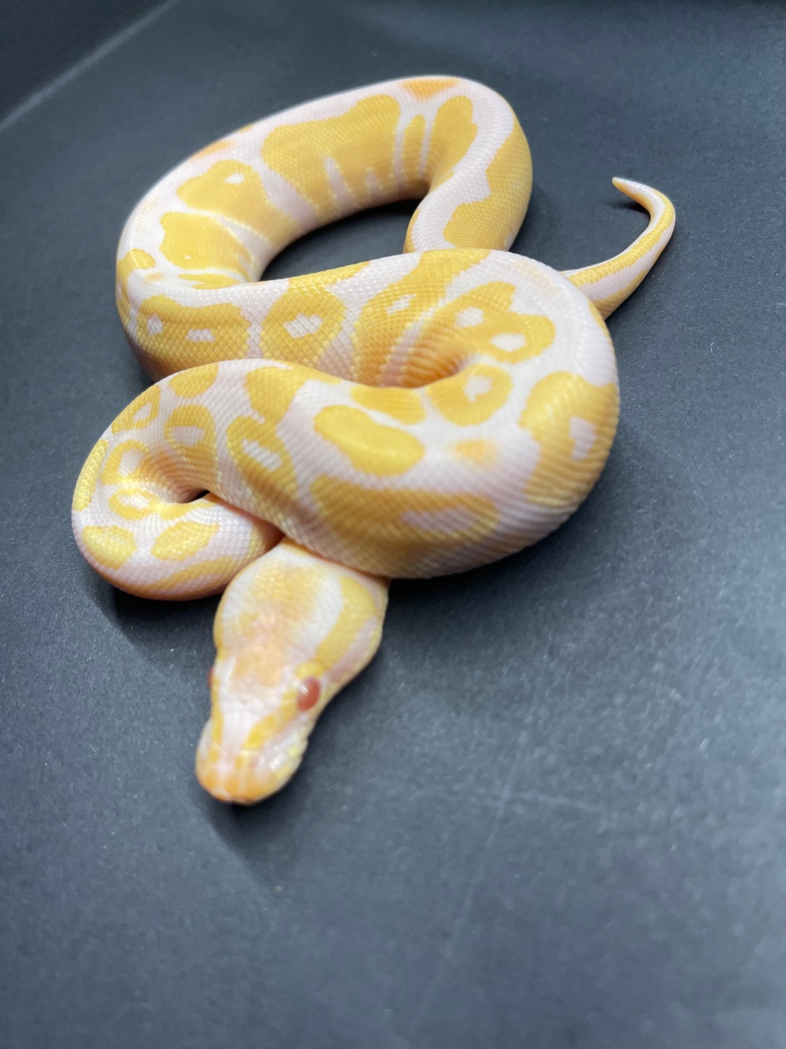 Albino $249 Shipped! Ball Python by Flynn Reptiles - MorphMarket
