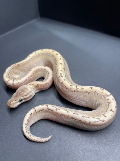 Pinstripe Bamboo Ball Python by Flynn Reptiles