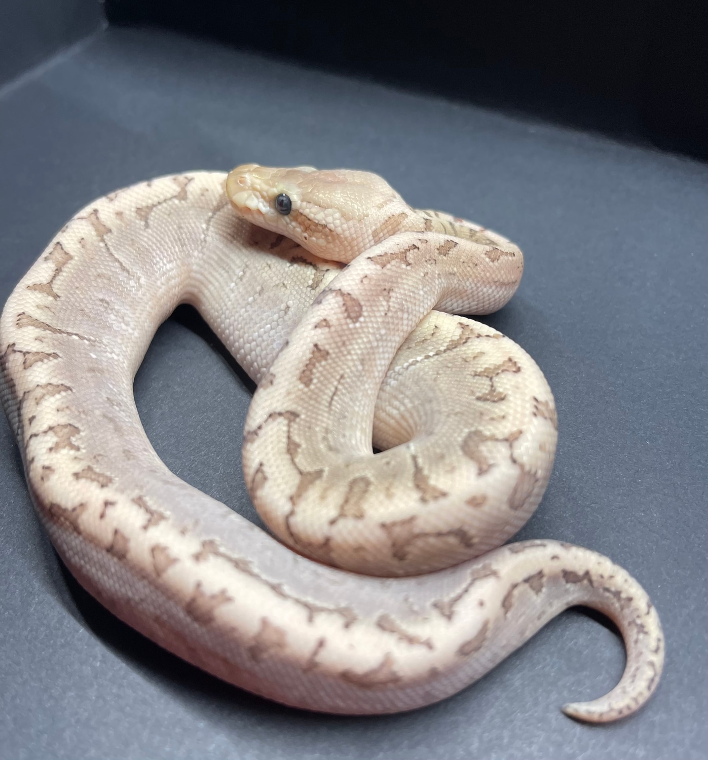 Pinstripe Enchi Bamboo Ball Python by Flynn Reptiles - MorphMarket