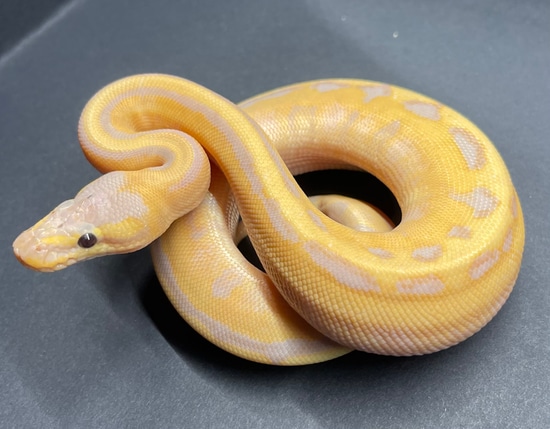 Banana Split Ball Python by Flynn Reptiles