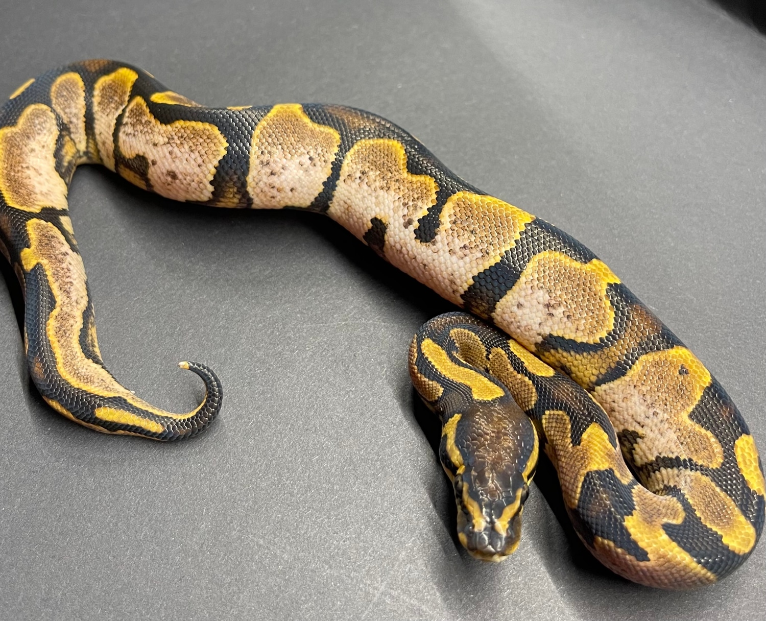 Sugar Ball Python by Flynn Reptiles - MorphMarket