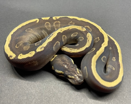 GHI Mojave Ball Python by Flynn Reptiles