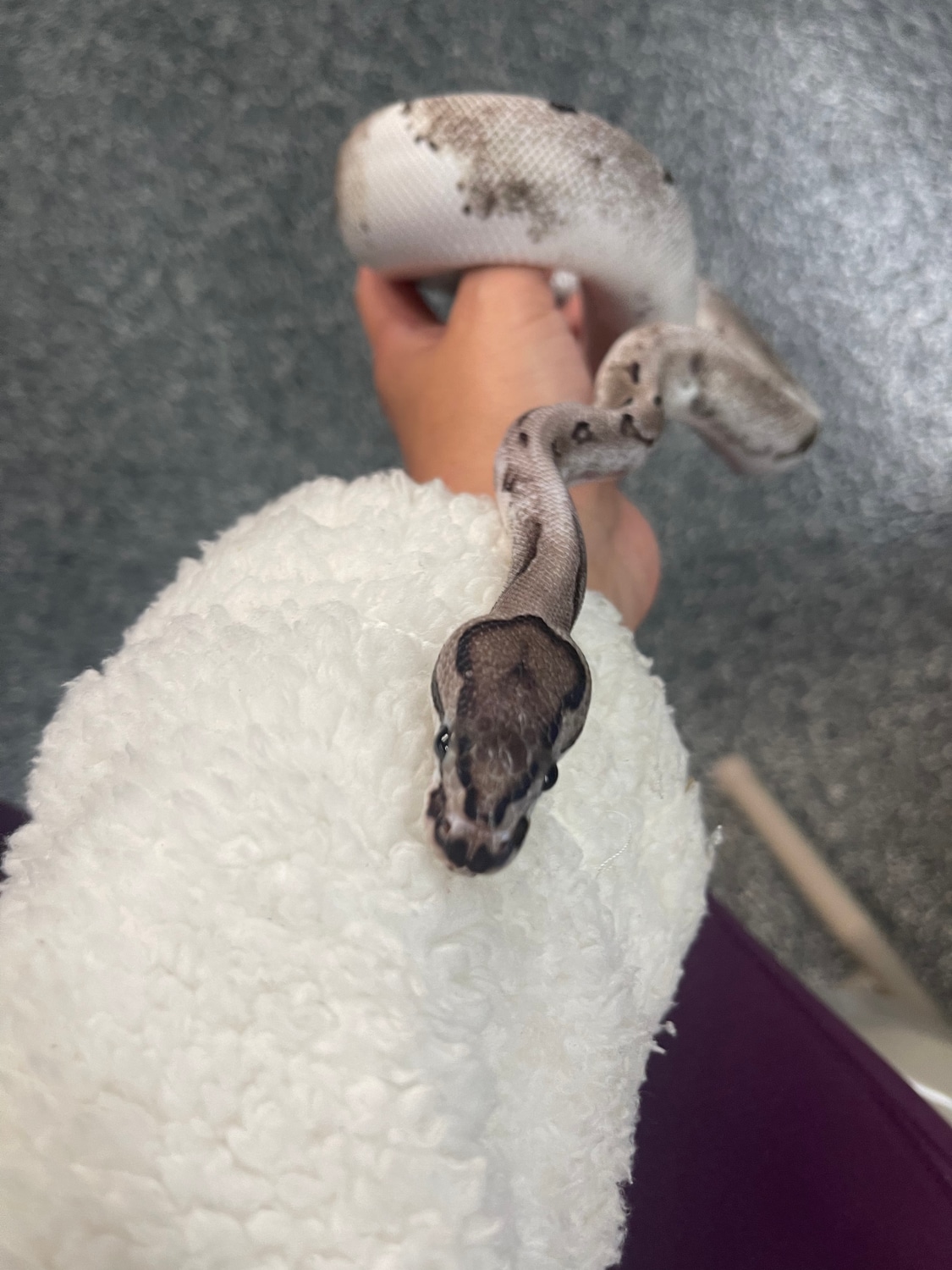 Axanthic Pied Pinstripe Ball Python by Flynn Reptiles - MorphMarket