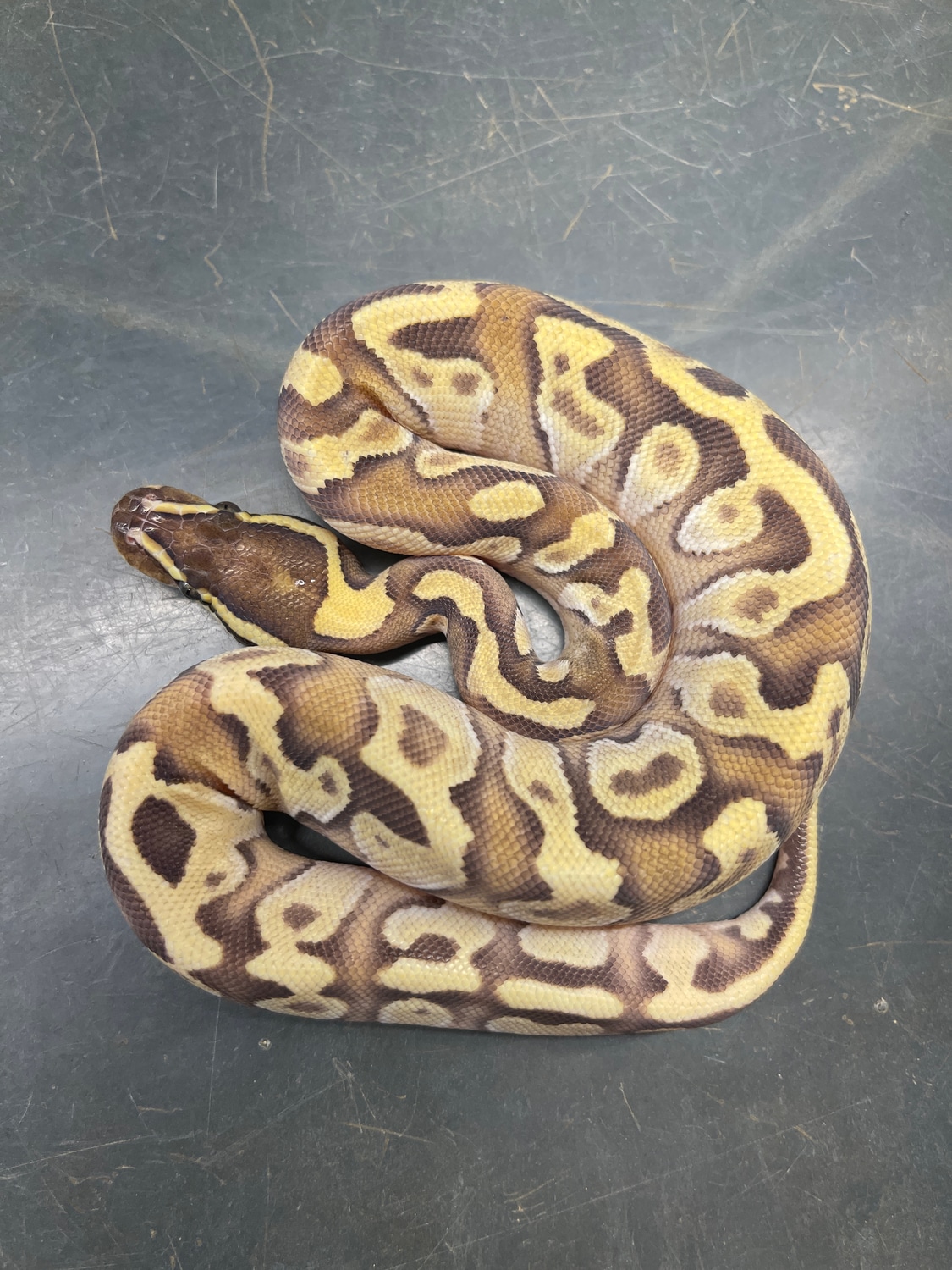 Super Enchi Fire Mojave Ball Python by Flynn Reptiles - MorphMarket